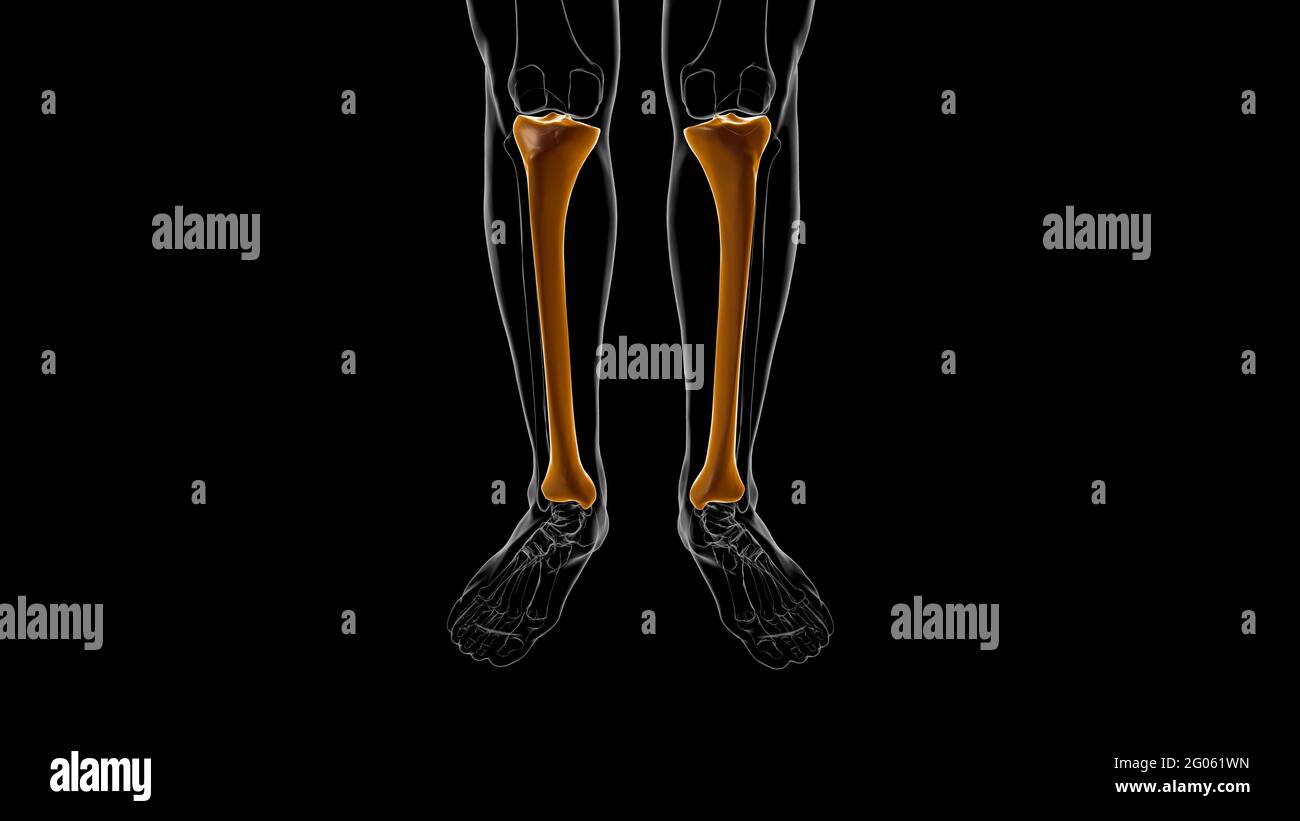 Menschliche Skelett Anatomie Tibia Knochen 3D Rendering für ...