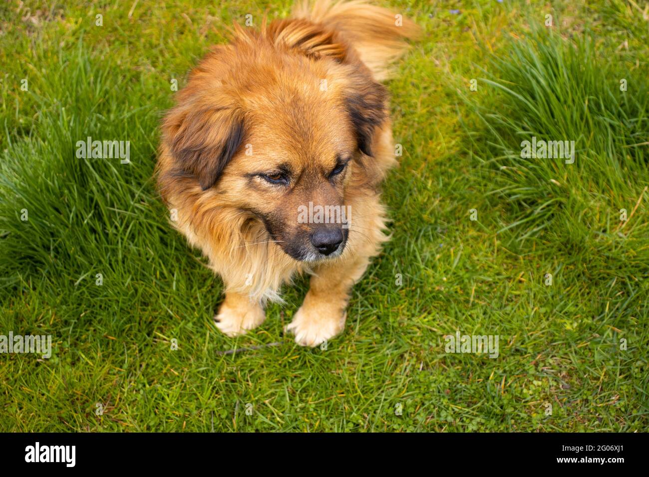 Flauschiges fell eines hundes -Fotos und -Bildmaterial in hoher ...