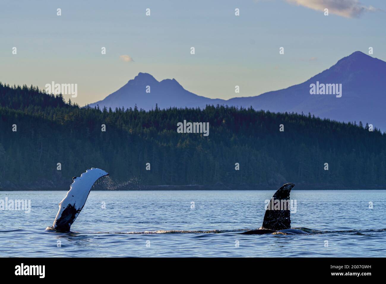 Blackfish sound -Fotos und -Bildmaterial in hoher Auflösung – Alamy