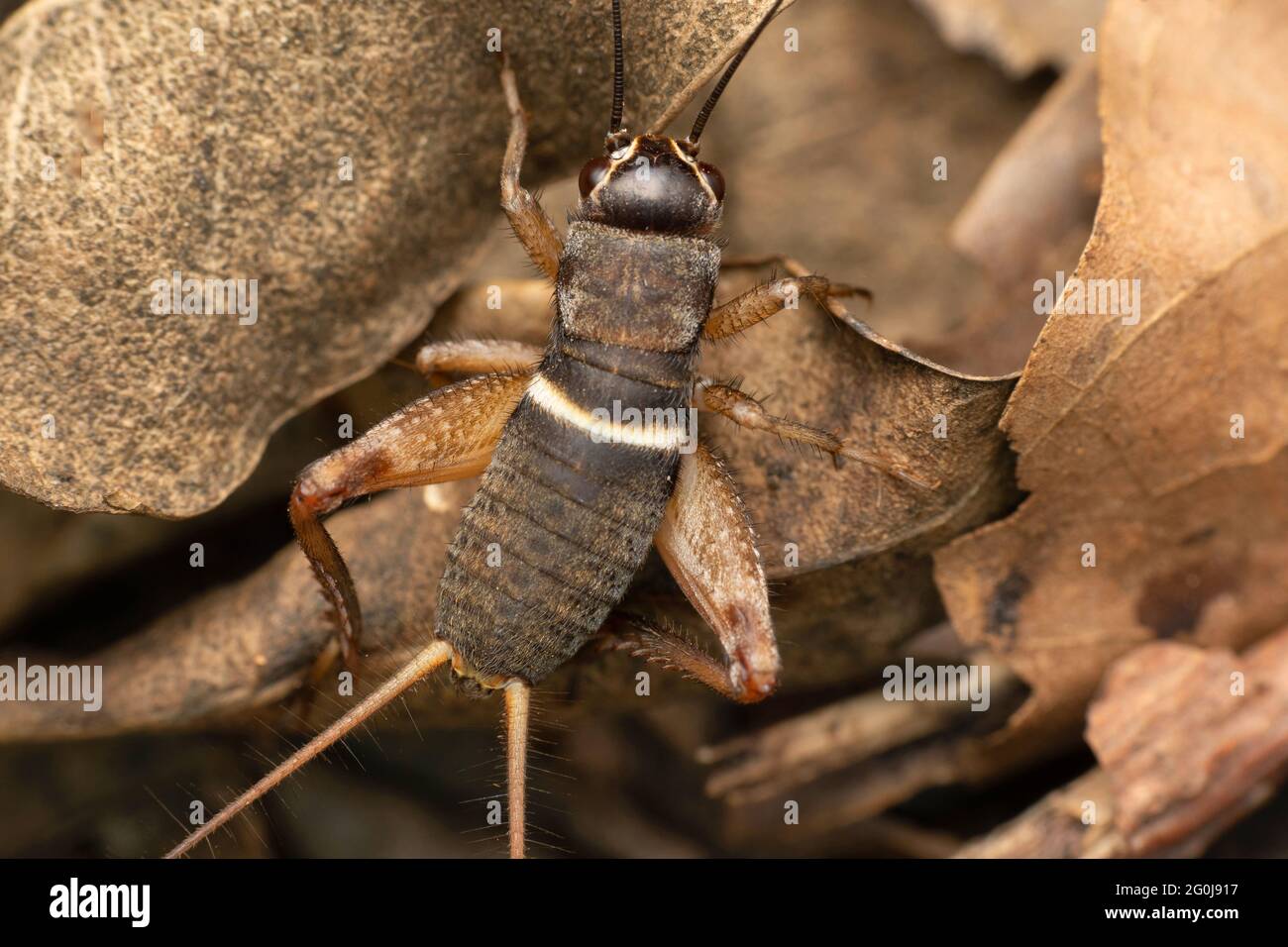 Emma field cricket -Fotos und -Bildmaterial in hoher Auflösung – Alamy