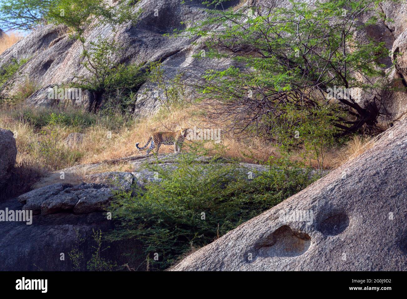 Indischer Leopard oder Panthera pardus fusca in Aravalli Hügel Region ...