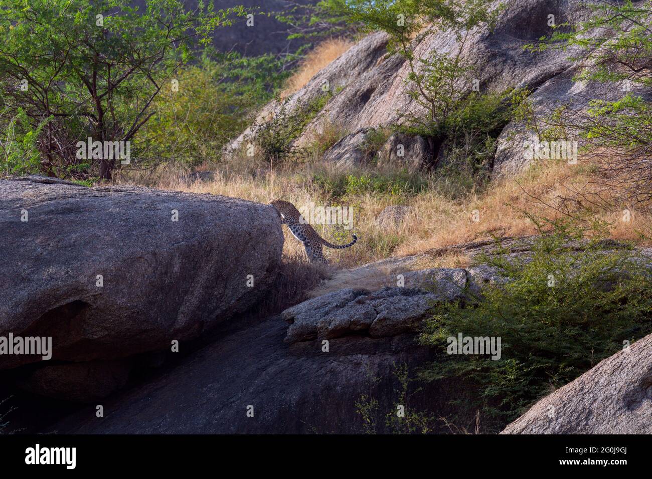 Indischer Leopard oder Panthera pardus fusca in Aravalli Hügel Region ...