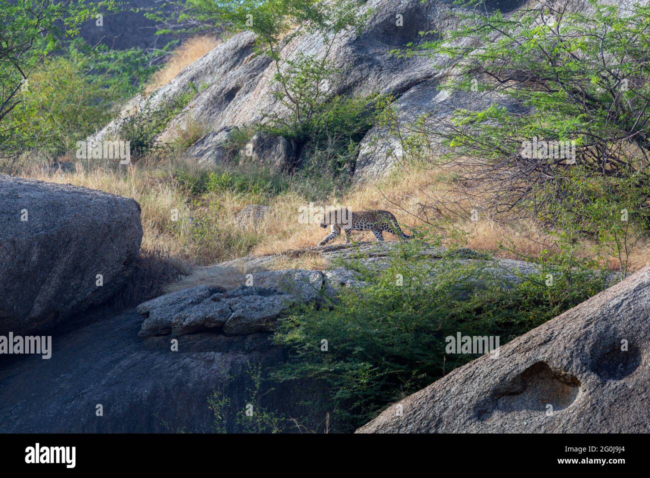 Indischer Leopard oder Panthera pardus fusca in Aravalli Hügel Region ...