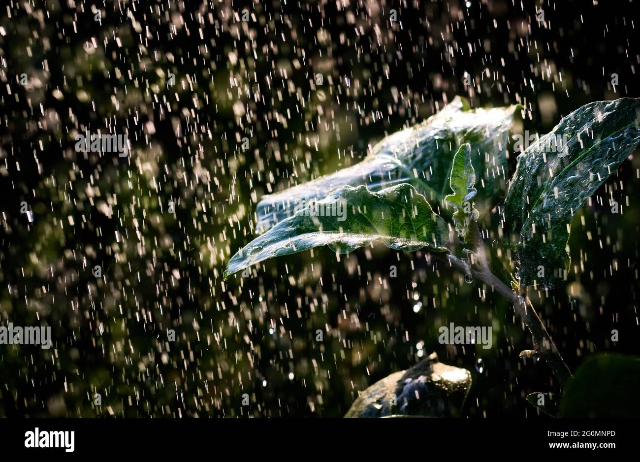 Regentropfen fallen auf wasser -Fotos und -Bildmaterial in hoher ...