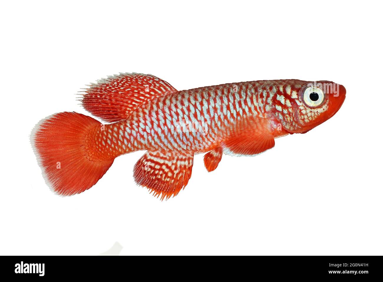 Nothobranchius nothobranchius eggersi -Fotos und -Bildmaterial in hoher ...