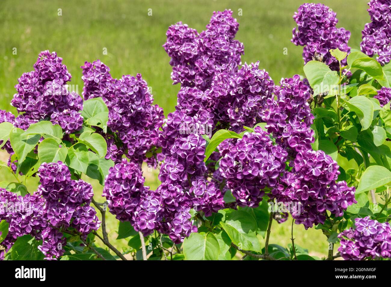 Buschige pflanze -Fotos und -Bildmaterial in hoher Auflösung – Alamy