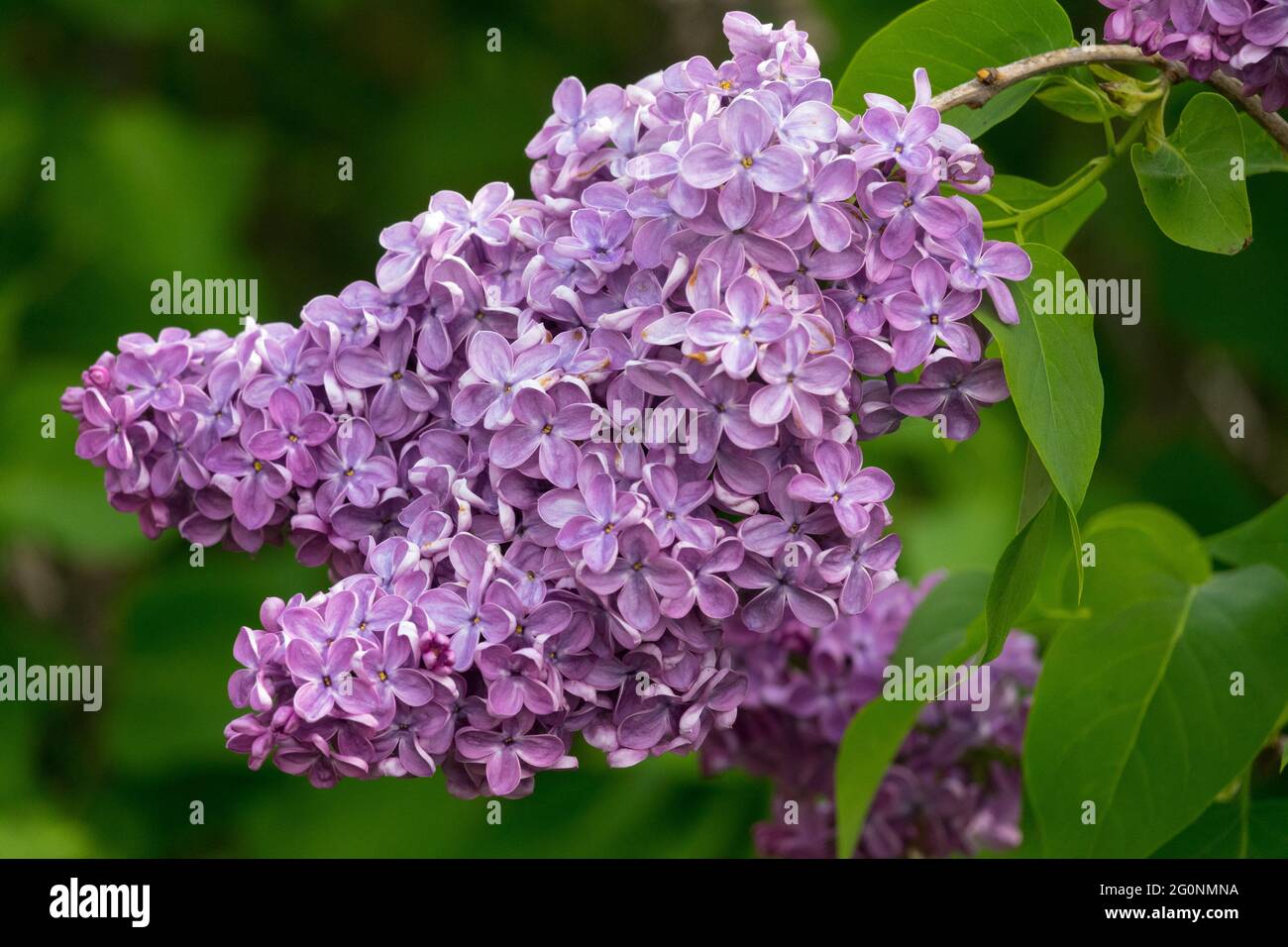 Syringa rosa spray -Fotos und -Bildmaterial in hoher Auflösung – Alamy