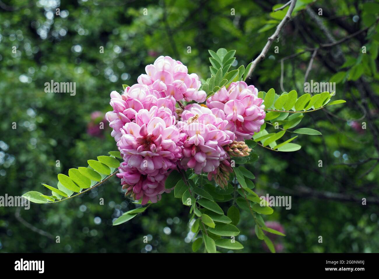 Bristly locust tree robinia hispida -Fotos und -Bildmaterial in hoher ...