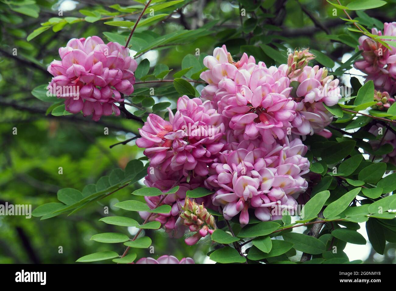 Borstige Heuschrecke, Rosenakazie oder Moosheuschrecke, Robinie ...