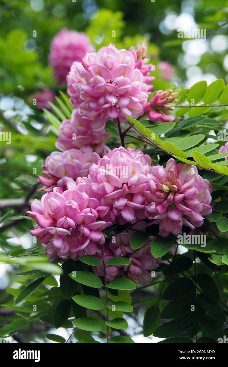 Borstige Heuschrecke, Rosenakazie oder Moosheuschrecke, Robinie ...