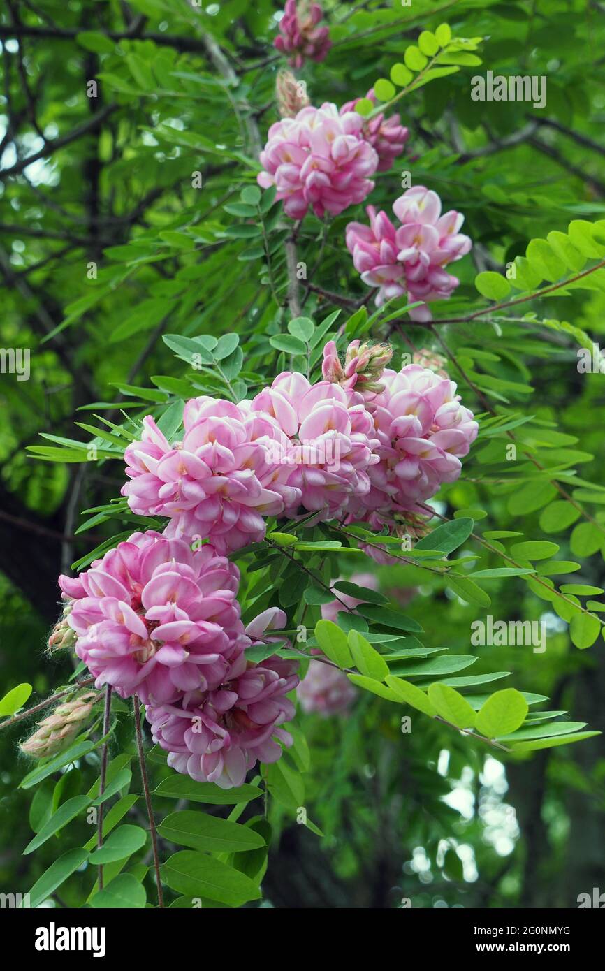 Borstige Heuschrecke, Rosenakazie oder Moosheuschrecke, Robinie ...