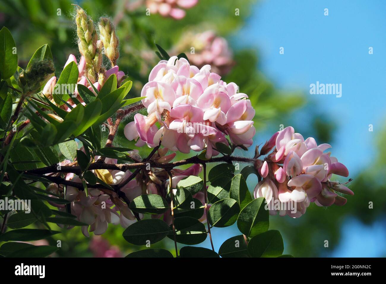 Borstige Heuschrecke, Rosenakazie oder Moosheuschrecke, Robinie ...