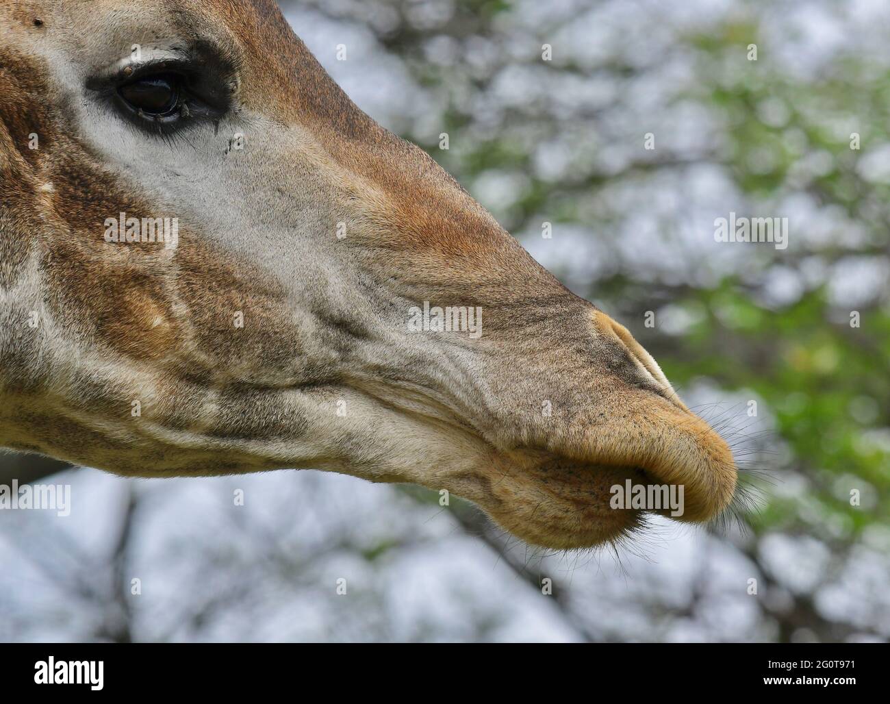 Mapungubwe national park -Fotos und -Bildmaterial in hoher Auflösung ...