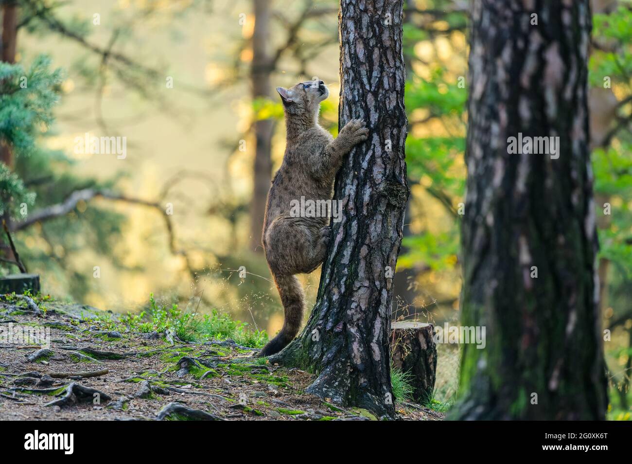 Der Puma (Puma concolor) im Wald bei Sonnenaufgang. Junge gefährliche ...