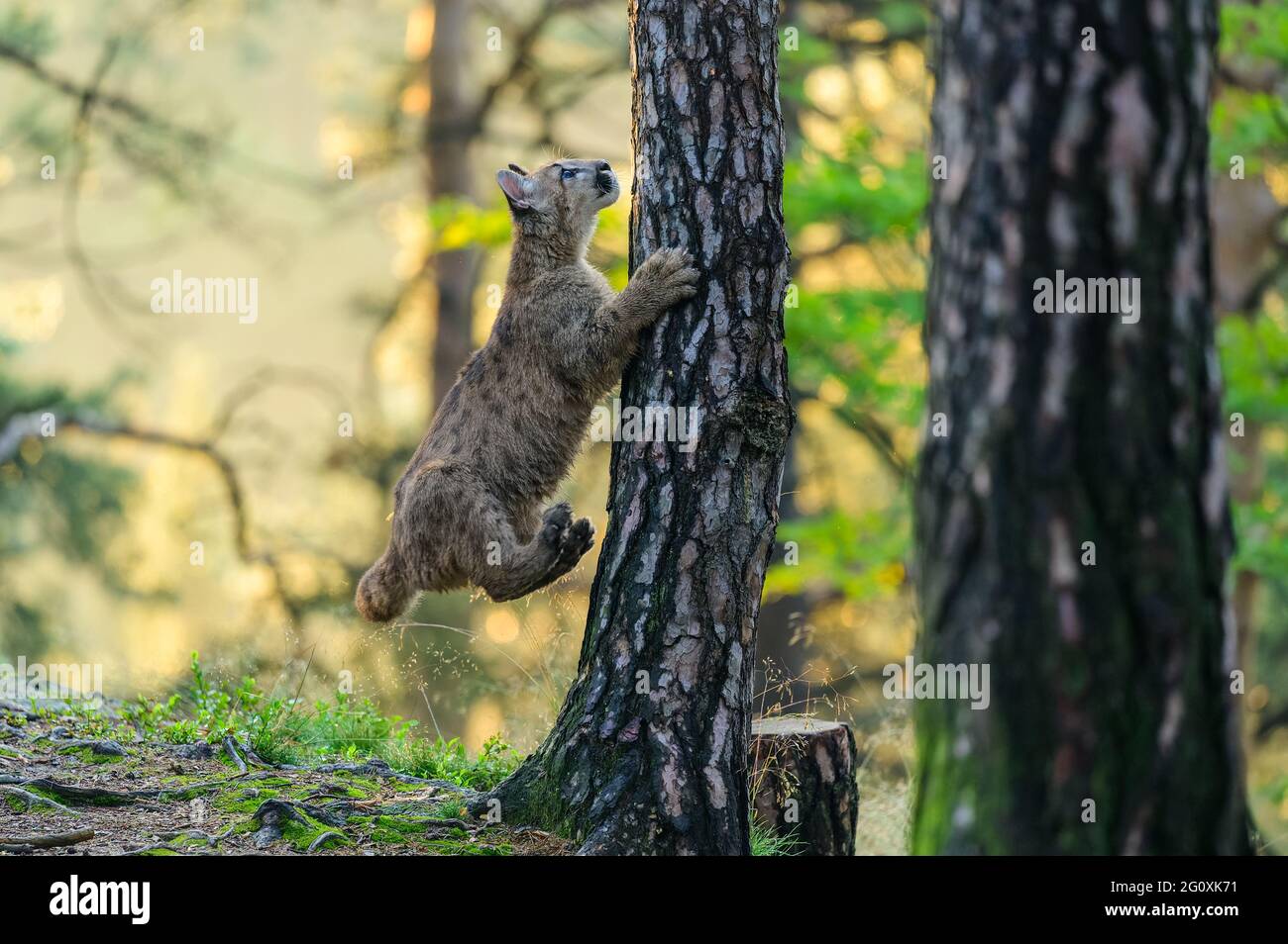 Wald cougar -Fotos und -Bildmaterial in hoher Auflösung – Alamy
