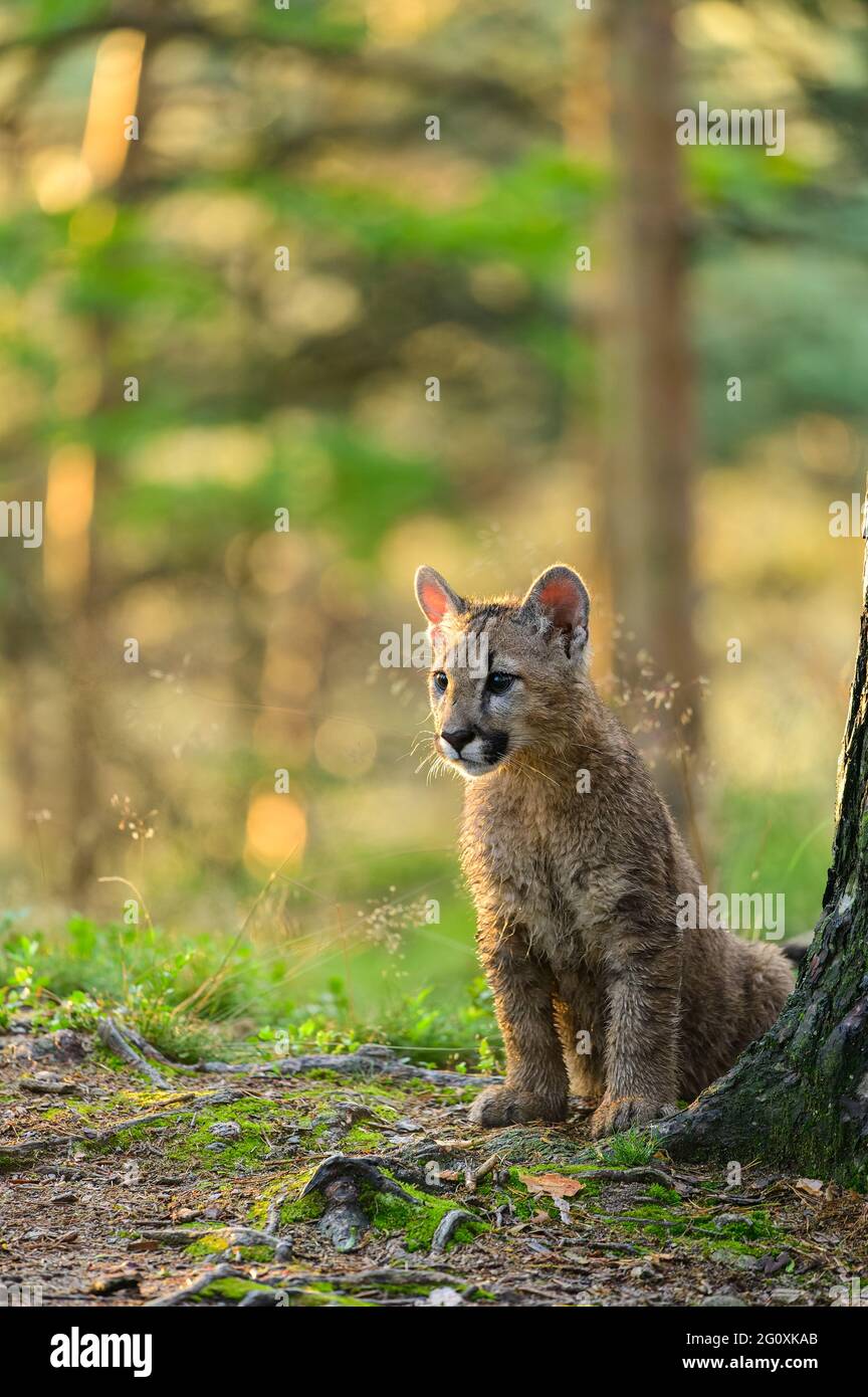 Puma gesicht -Fotos und -Bildmaterial in hoher Auflösung – Alamy