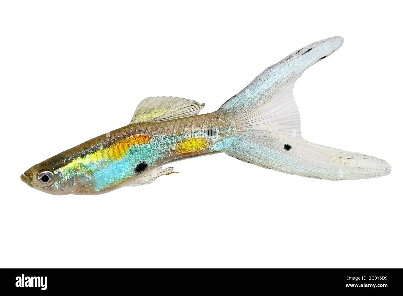 Neon Endler Guppy Double Swordtail männliche Guppies Poecilia wingei ...