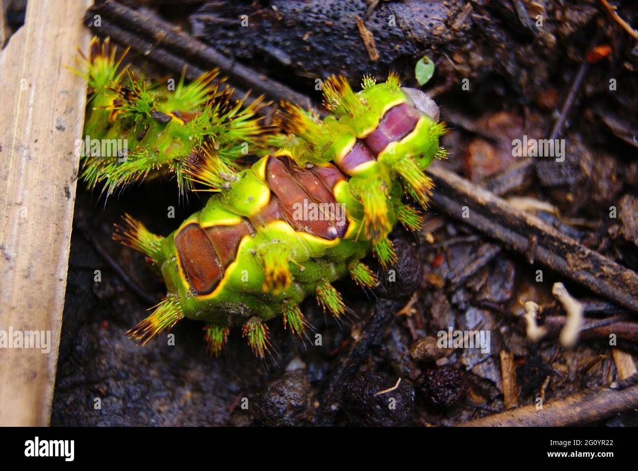 Siklus hidup setothosea asigna -Fotos und -Bildmaterial in hoher ...