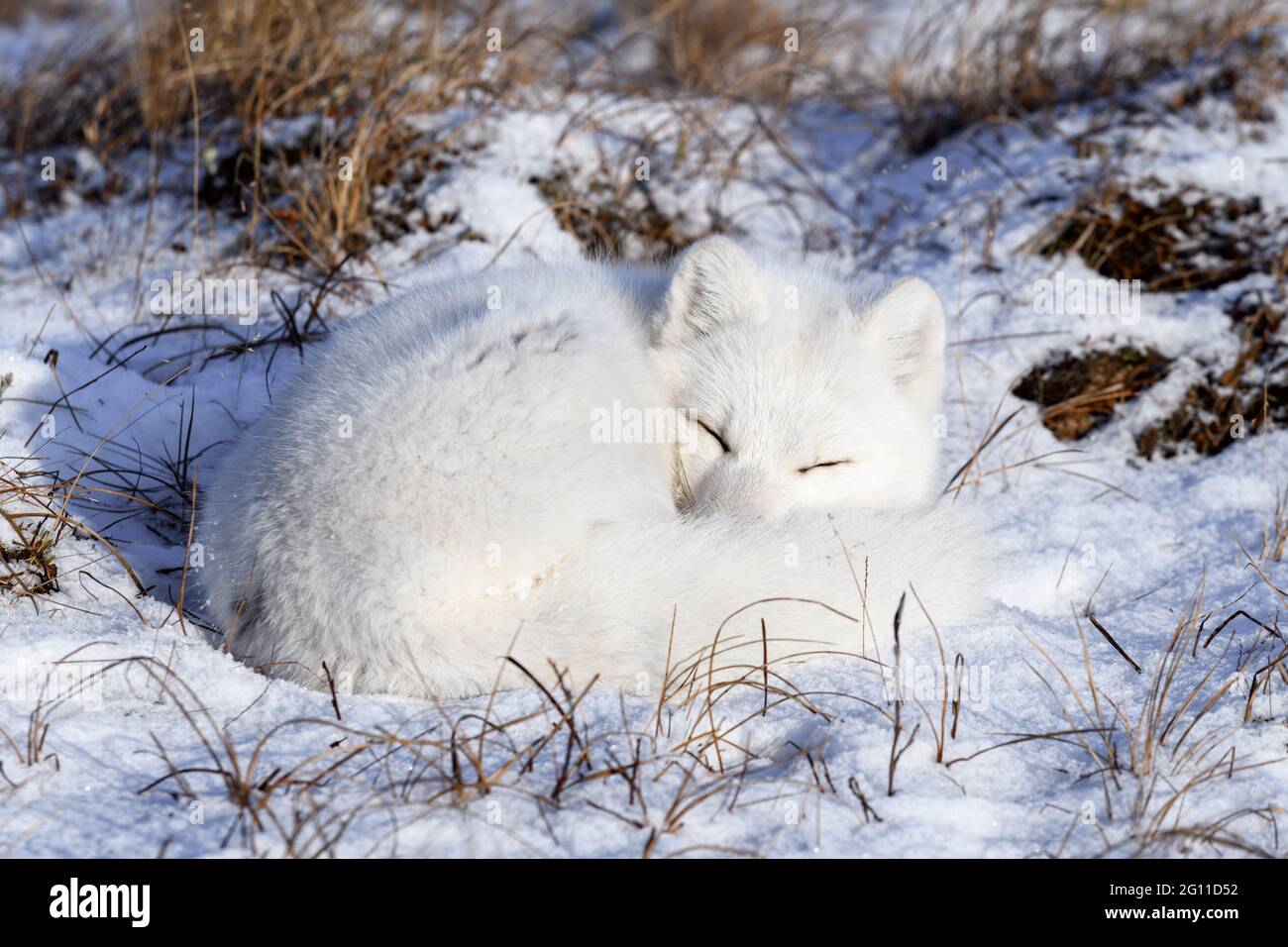 Polarfuchs (Vulpes Lagopus) in der wilden Tundra. Arktischer Fuchs ...