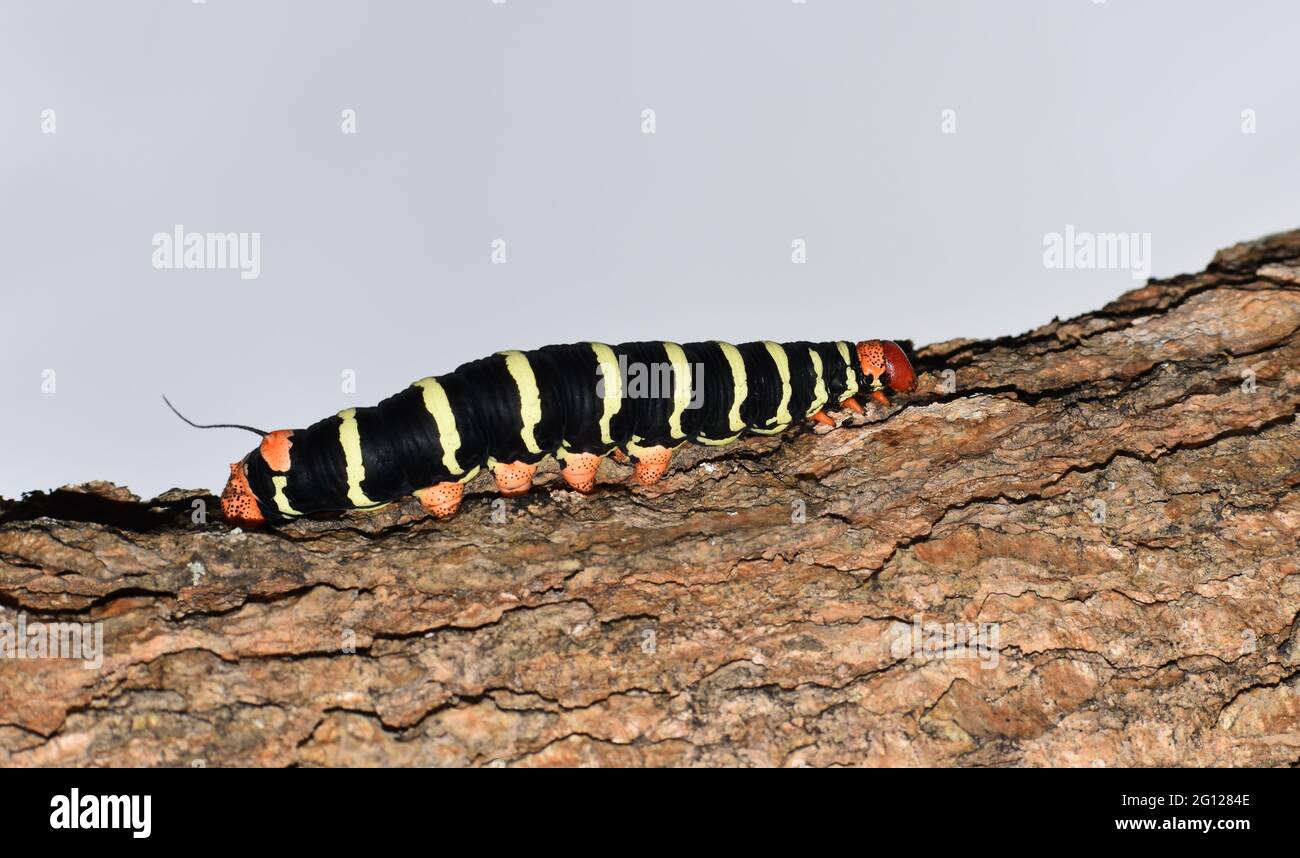 Makro einer mottenlarve im wald -Fotos und -Bildmaterial in hoher ...