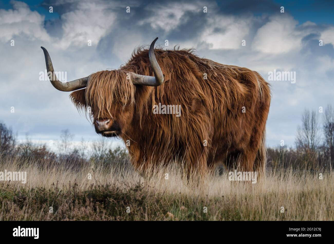 Knochiger kopf -Fotos und -Bildmaterial in hoher Auflösung – Alamy