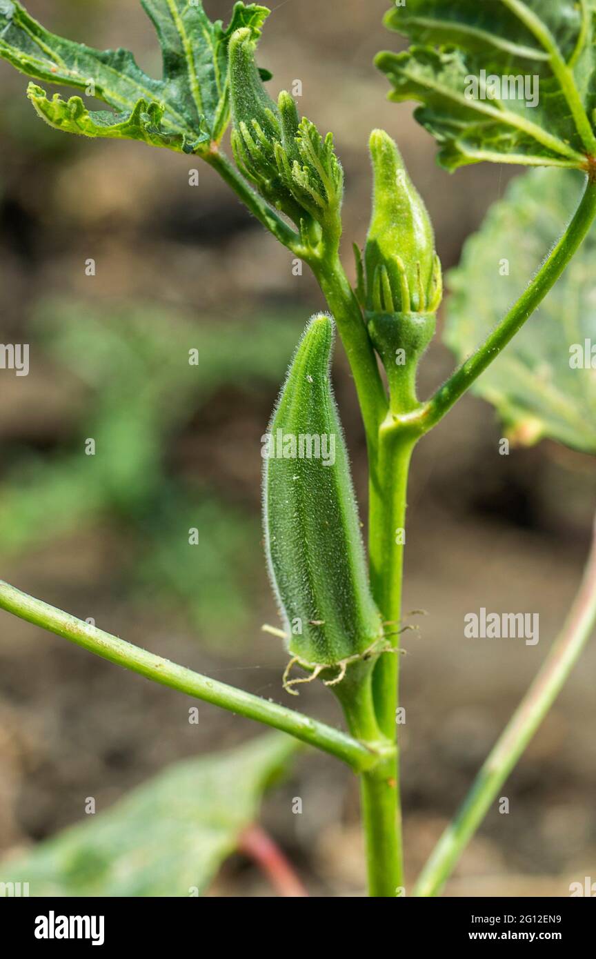Okra jungpflanze -Fotos und -Bildmaterial in hoher Auflösung – Alamy