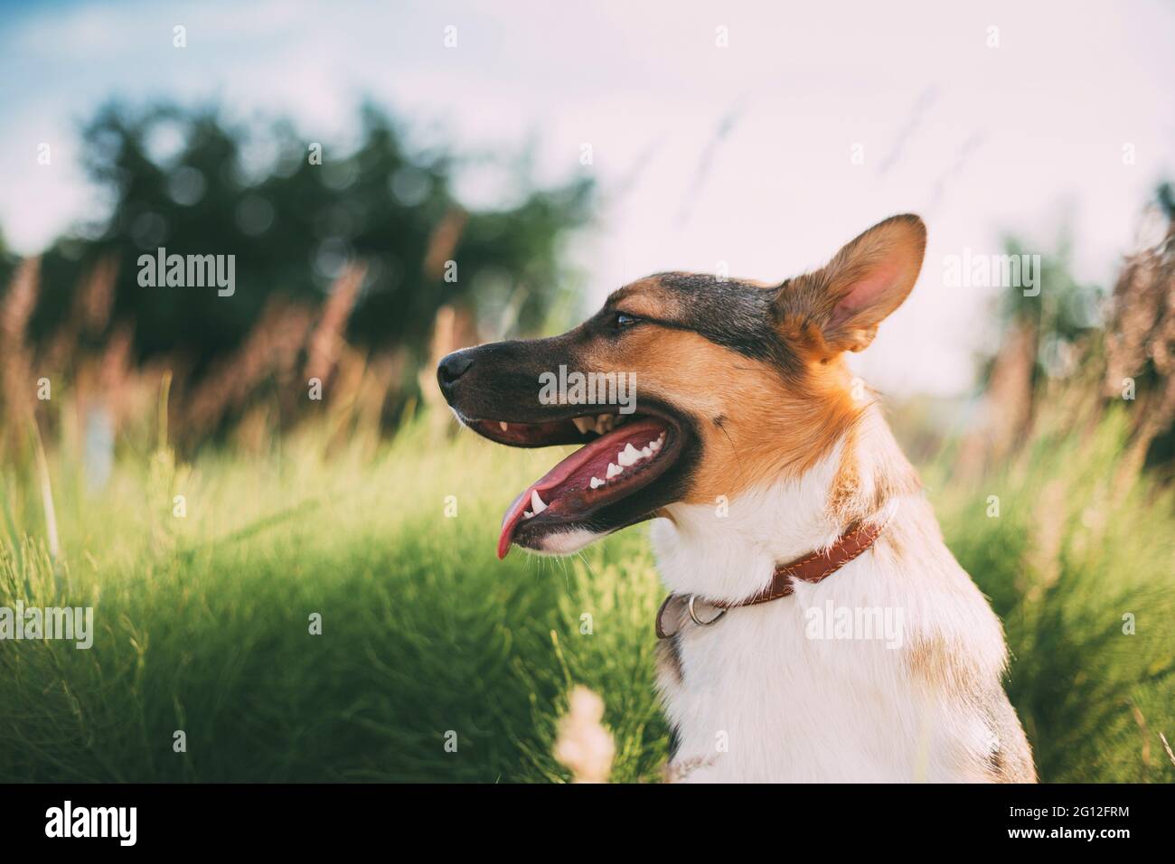 Hund schaut zur seite -Fotos und -Bildmaterial in hoher Auflösung – Alamy