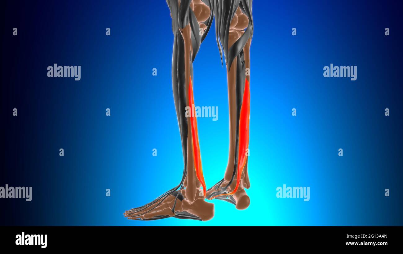 Flexor hallucis longus Muscle Anatomy for Medical Concept 3D ...