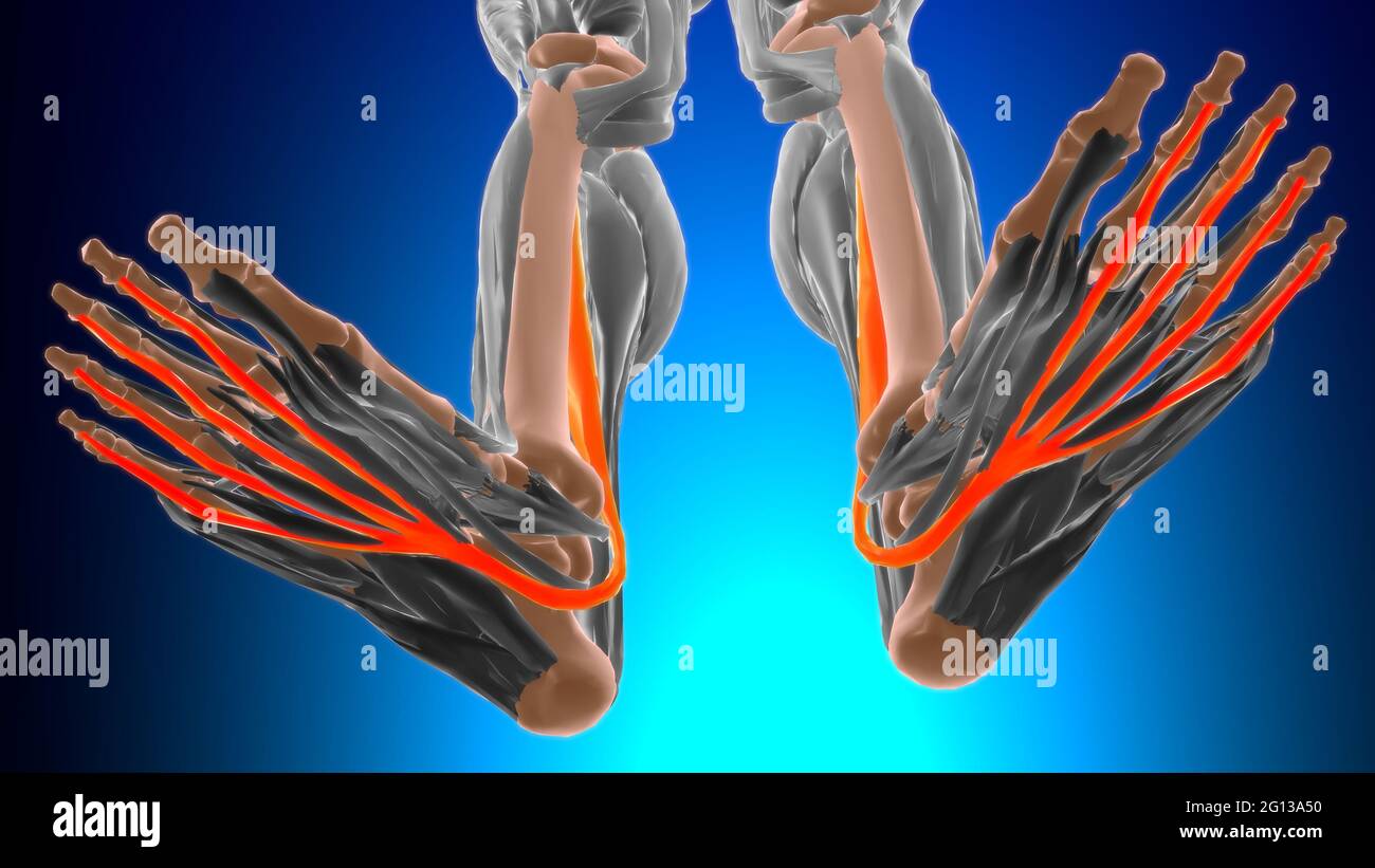 Flexor Digitorum Muscle The Flexor Digitorum Longus Muscle Had The