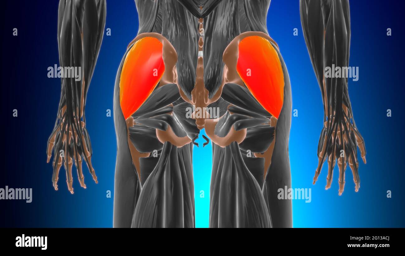 Gluteus medius Muscle Anatomy for Medical Concept 3D Illustration ...