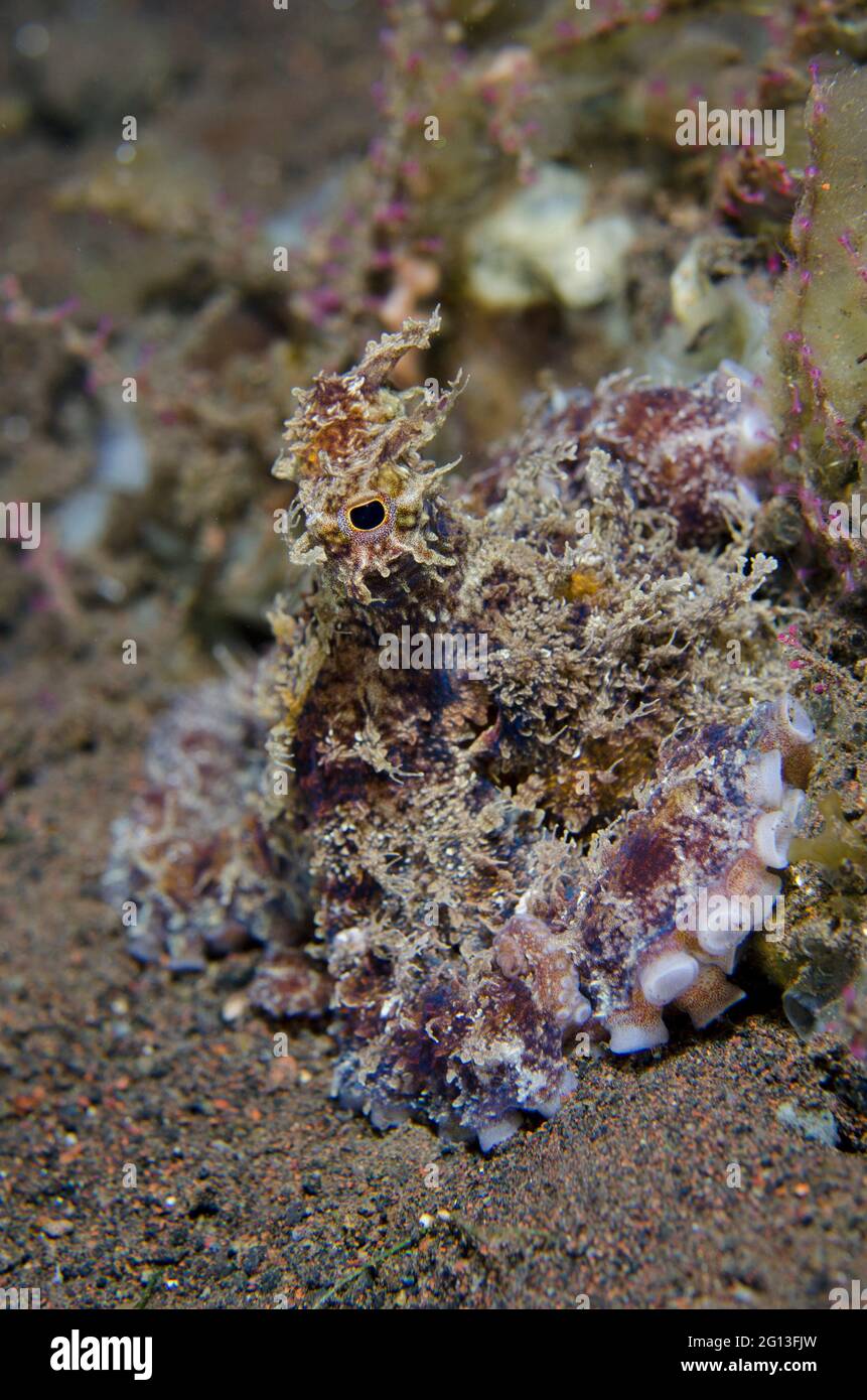 Scuba Octopus Stockfotos und -bilder Kaufen - Alamy