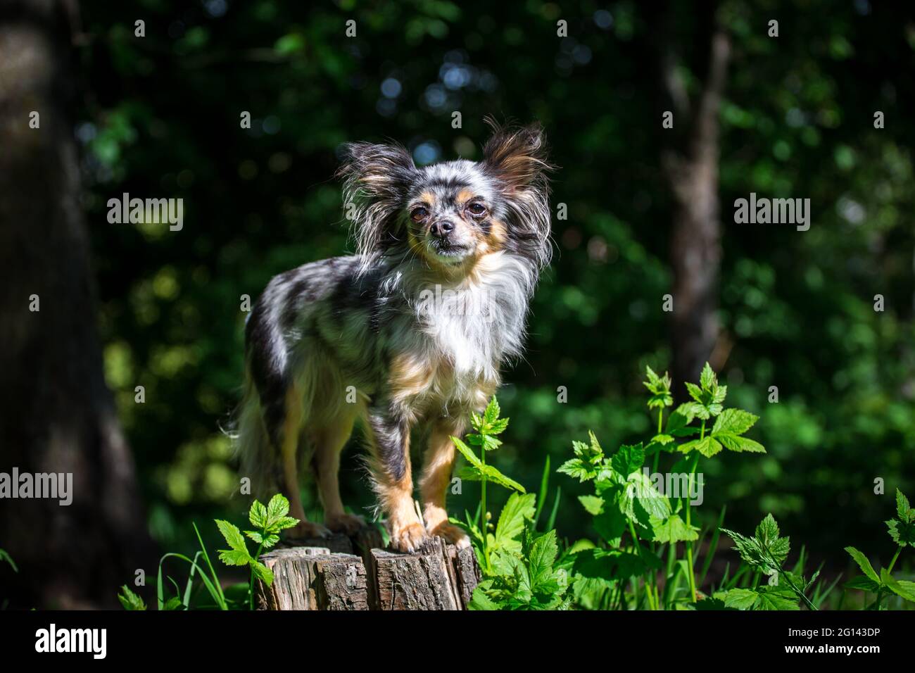 Blue merle chihuahua -Fotos und -Bildmaterial in hoher Auflösung – Alamy