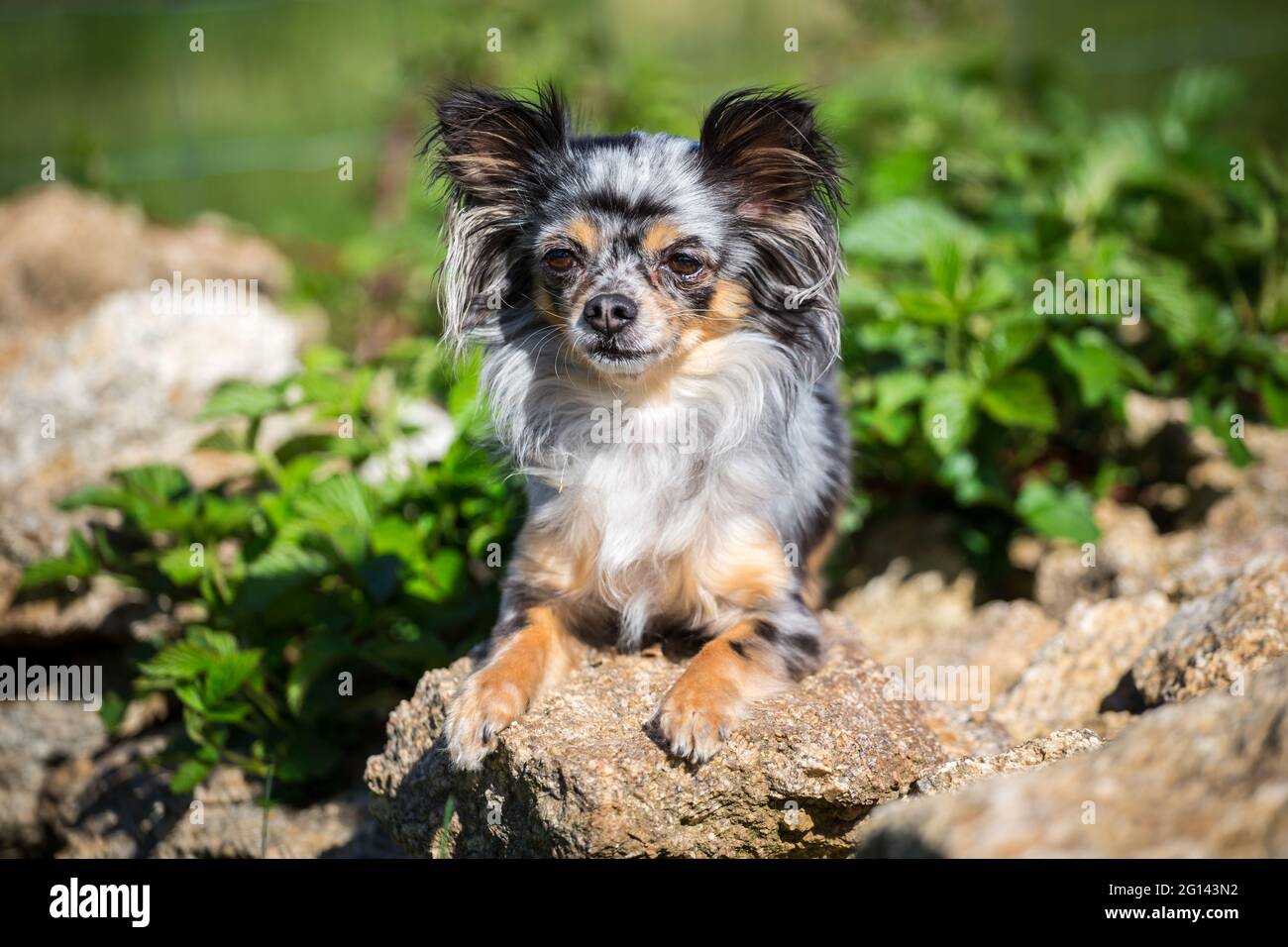Blue merle chihuahua -Fotos und -Bildmaterial in hoher Auflösung – Alamy