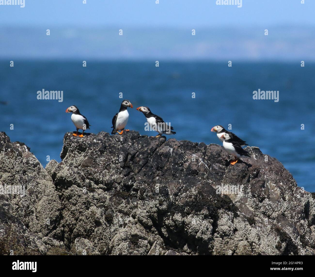 Puffin colony -Fotos und -Bildmaterial in hoher Auflösung – Alamy