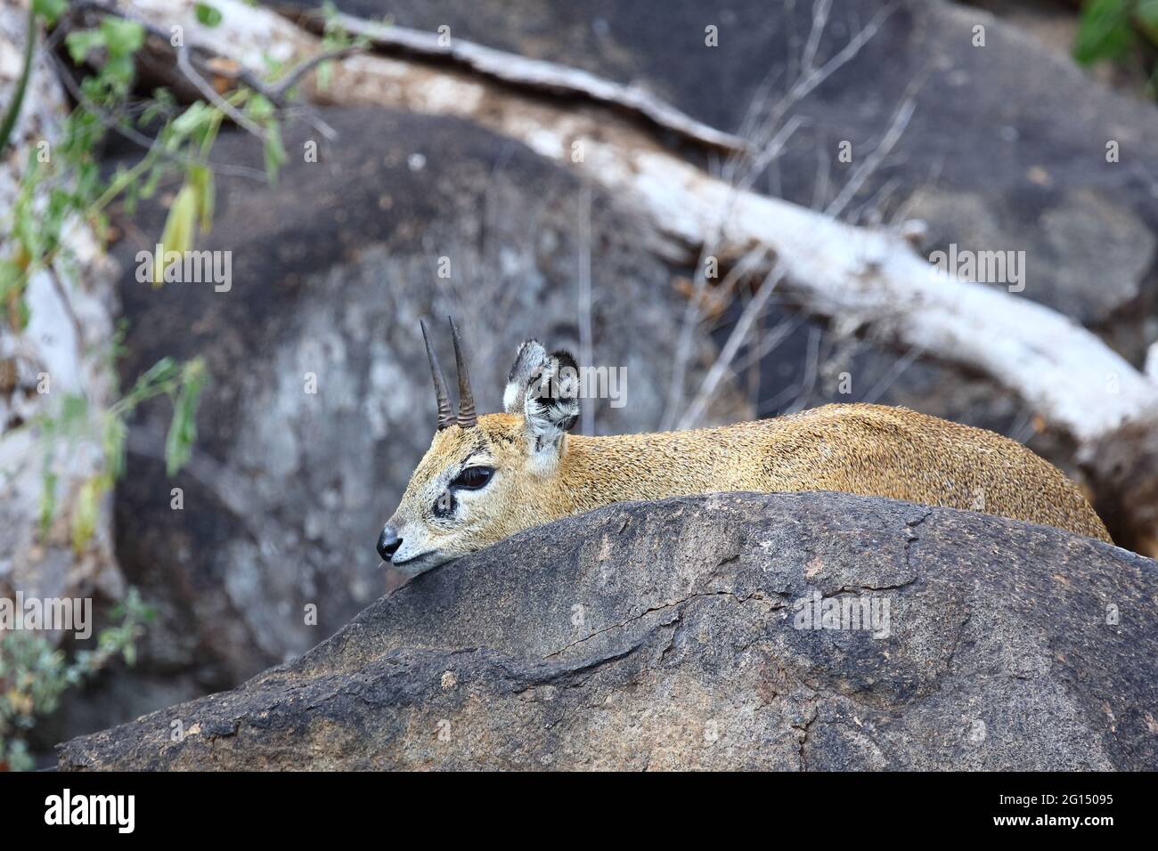 Klippspringer oreotragus oreotragus -Fotos und -Bildmaterial in hoher ...