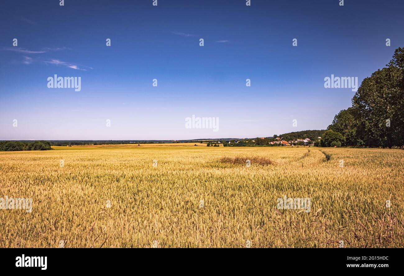 Weizen ernte -Fotos und -Bildmaterial in hoher Auflösung – Alamy