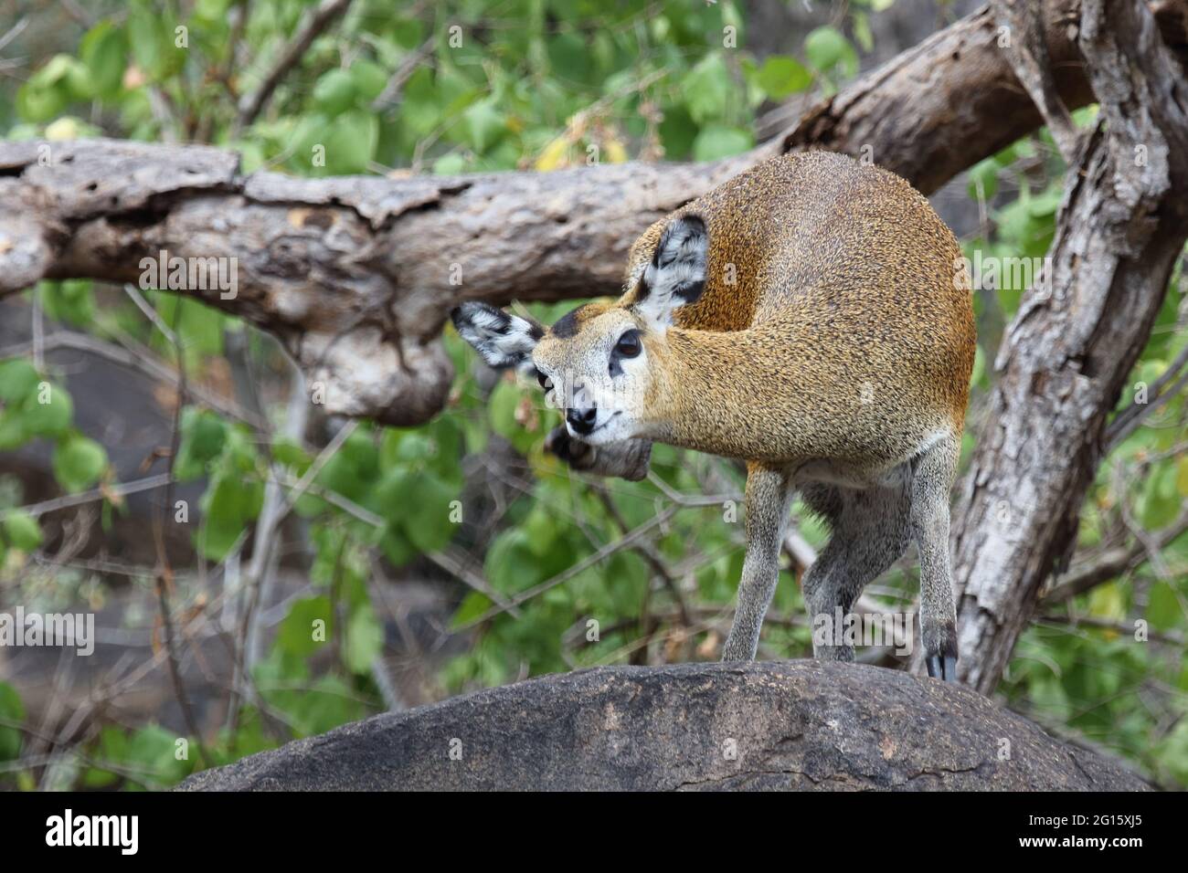 Klippspringer oreotragus oreotragus -Fotos und -Bildmaterial in hoher ...