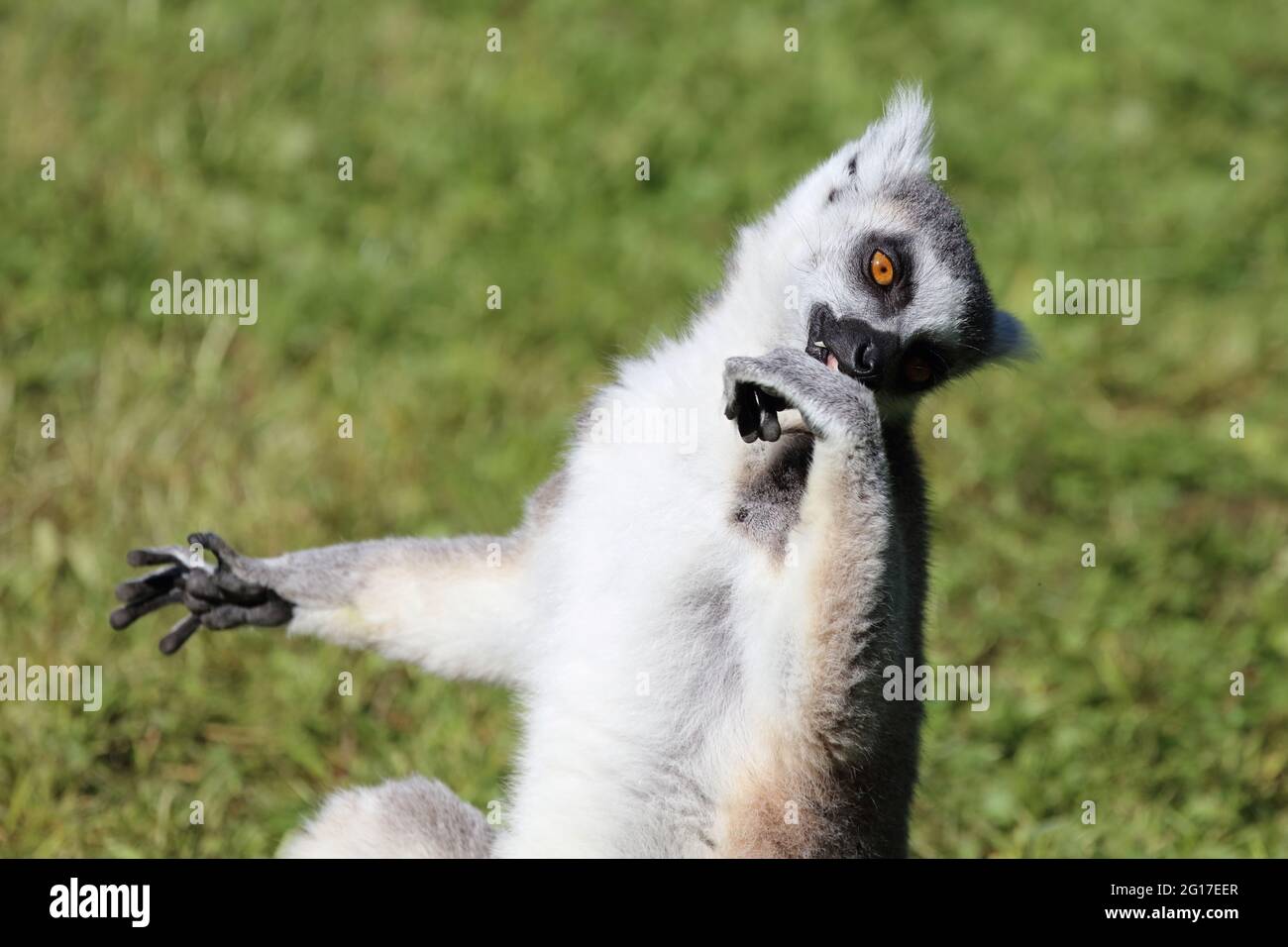 Katta affe -Fotos und -Bildmaterial in hoher Auflösung – Alamy