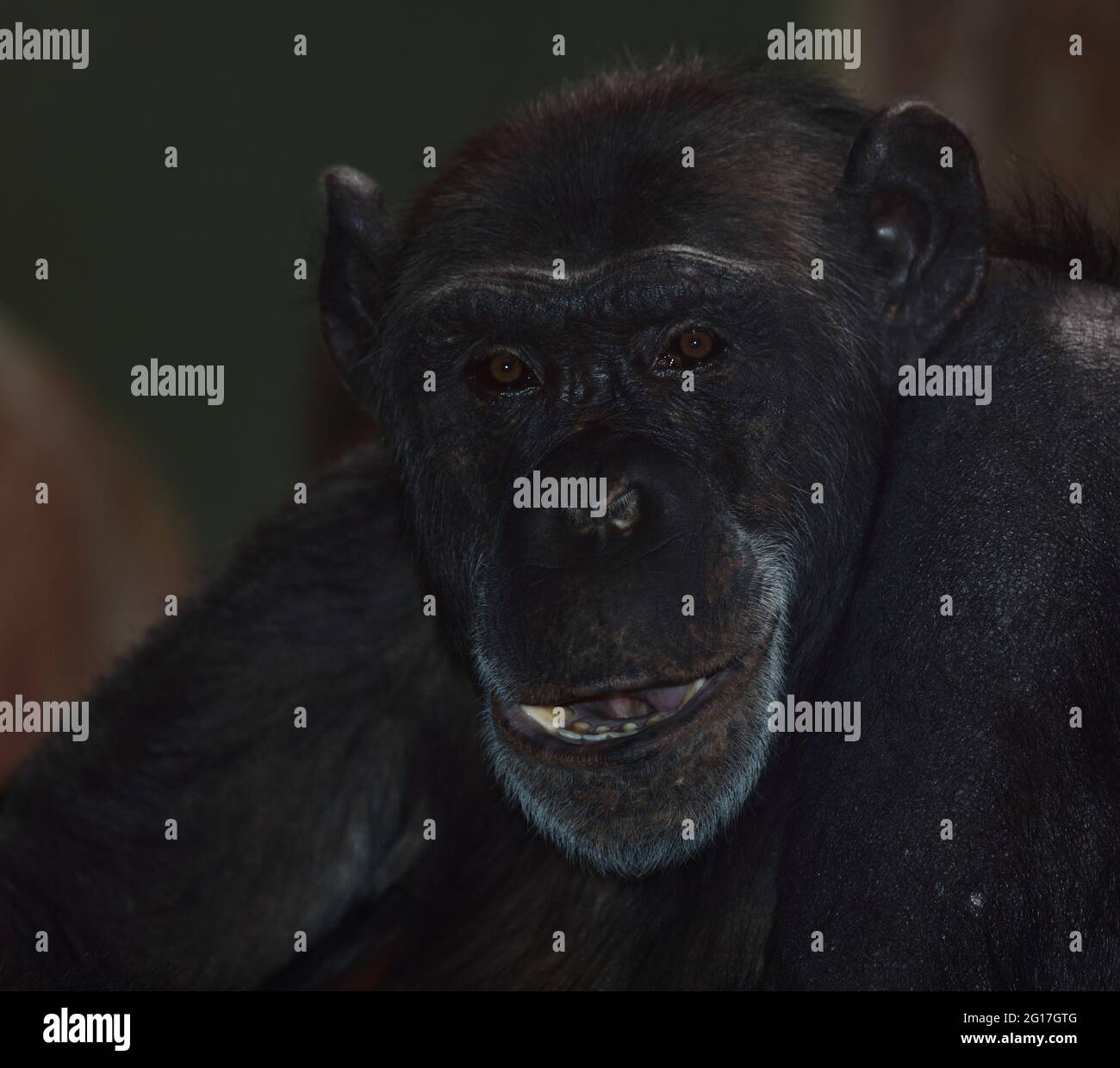 Gewohnlicher schimpanse -Fotos und -Bildmaterial in hoher Auflösung – Alamy