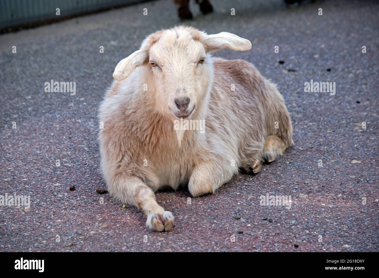 Ziegenbock mit langen hörnern -Fotos und -Bildmaterial in hoher ...