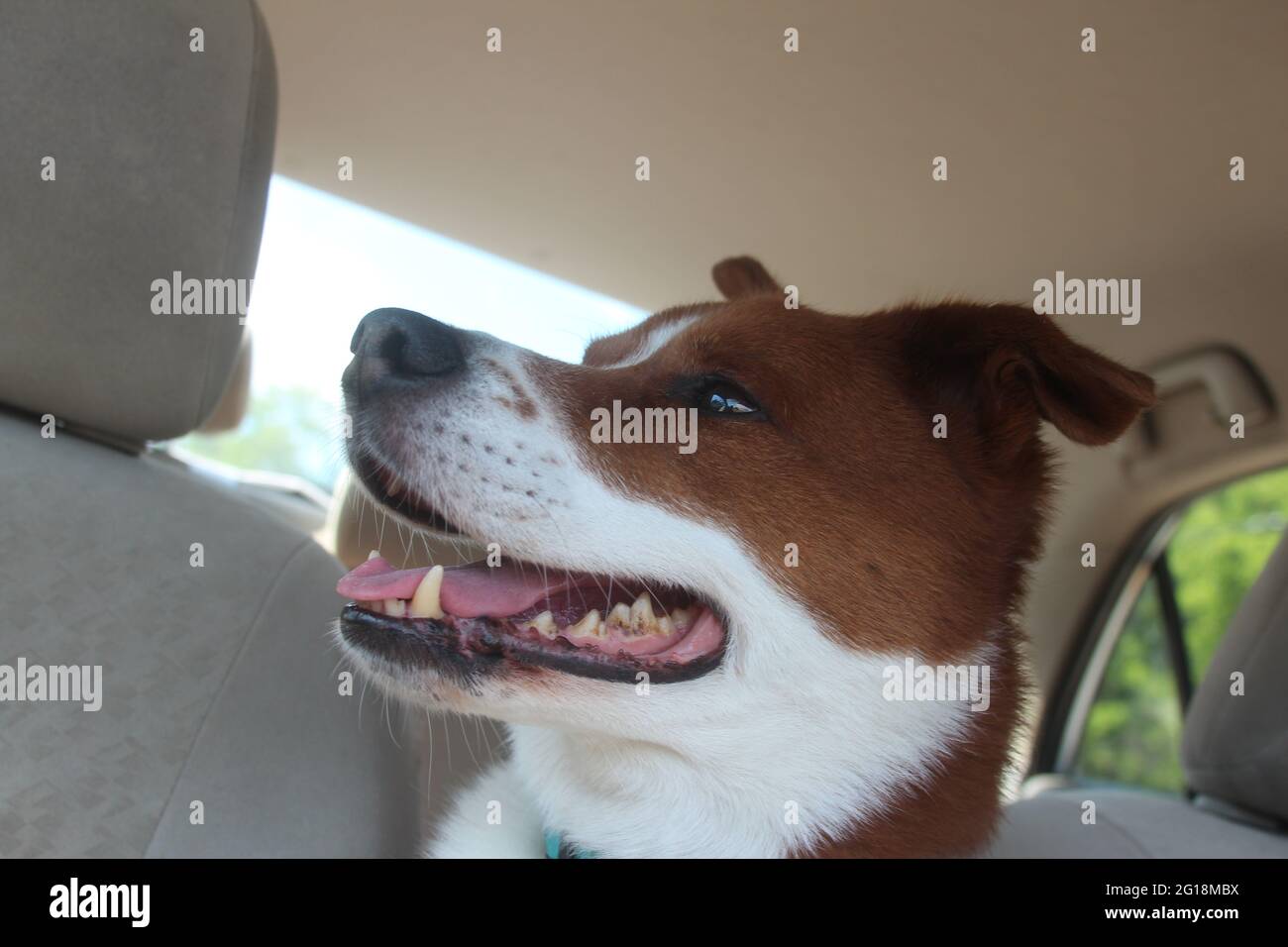 Autoreise mit hunden -Fotos und -Bildmaterial in hoher Auflösung – Alamy