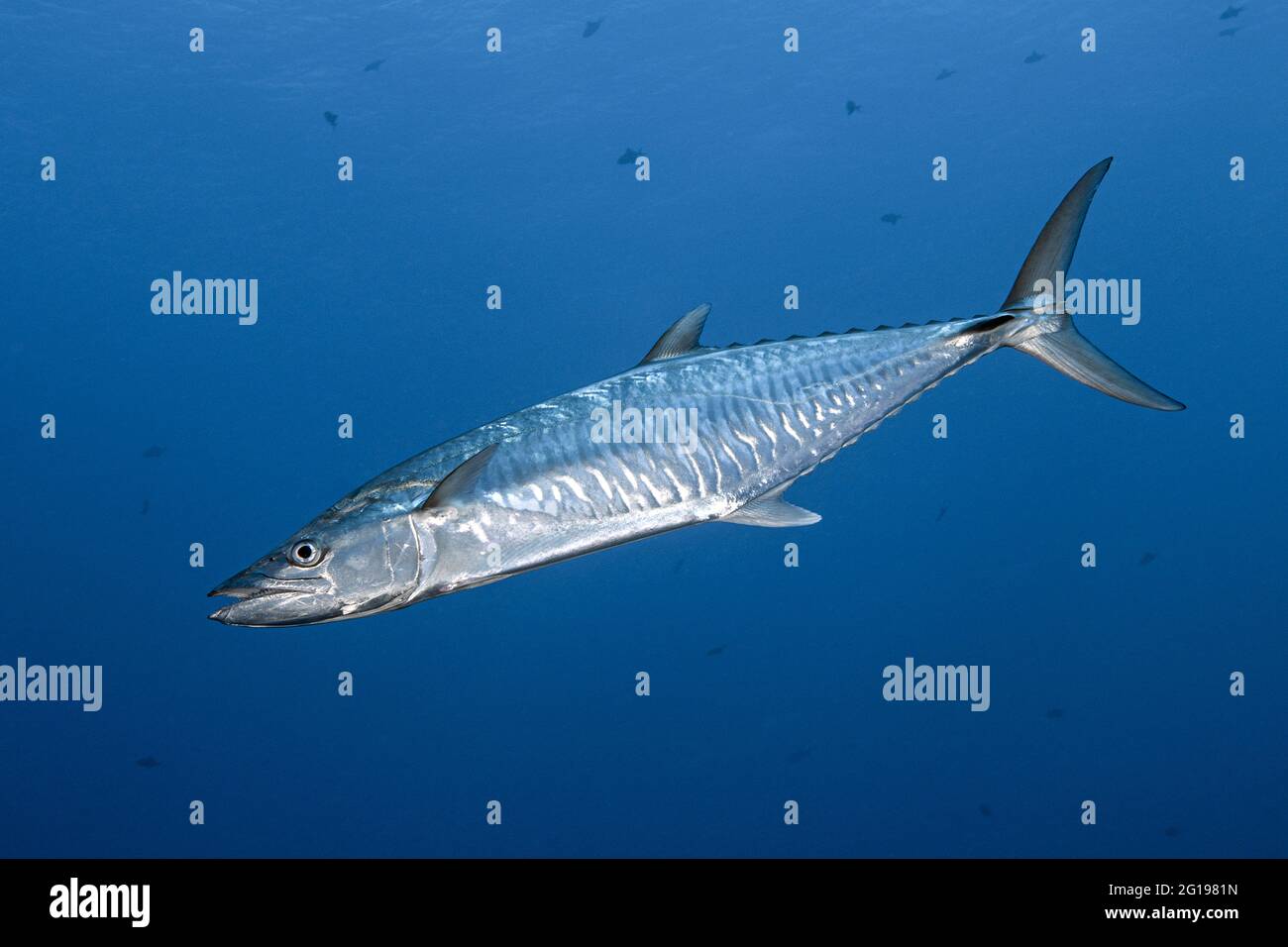 Wahoo fish -Fotos und -Bildmaterial in hoher Auflösung – Alamy