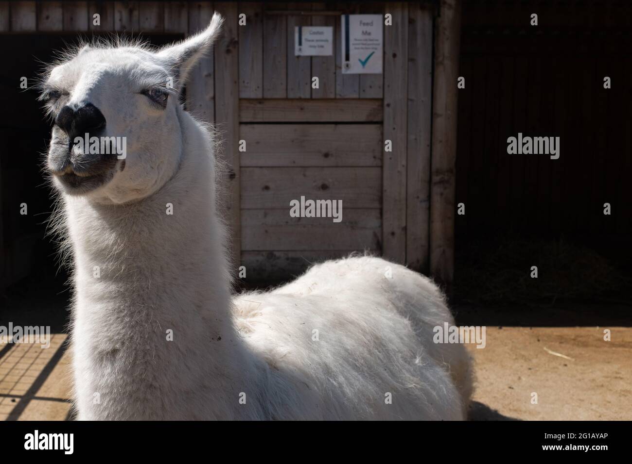 Spitting llama -Fotos und -Bildmaterial in hoher Auflösung – Alamy
