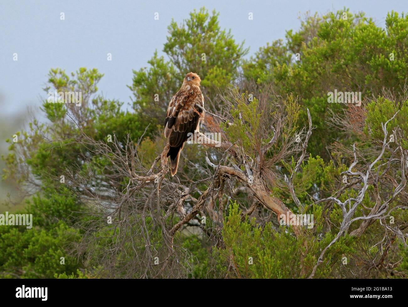 Hieraaetus morphnoides -Fotos und -Bildmaterial in hoher Auflösung – Alamy