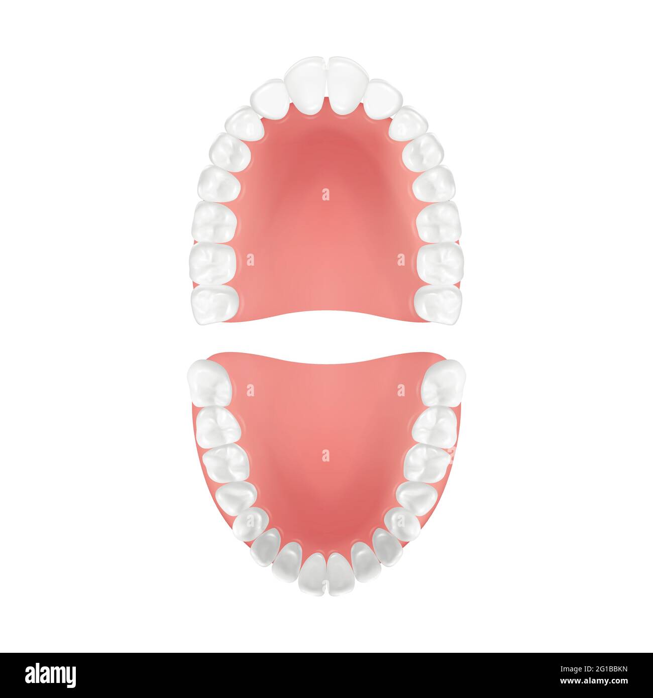 Gebiss anatomie Ausgeschnittene Stockfotos und -bilder - Alamy