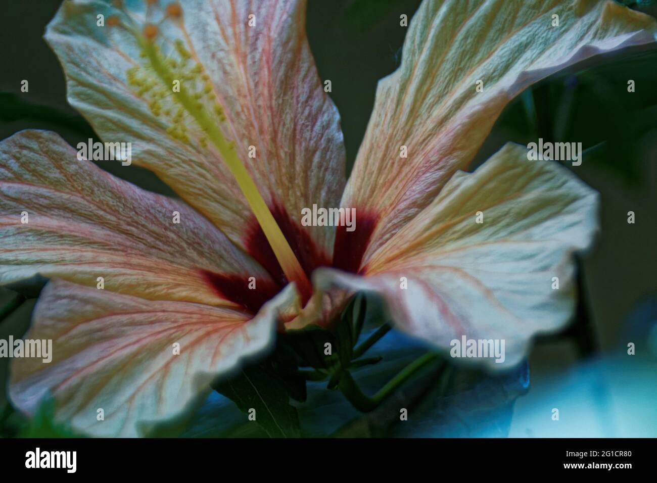 Foto-chinesischen Hibiskus oder Hibiskus (lateinisch Hibiscus Rosa-Sinensis) - eine der Arten ...
