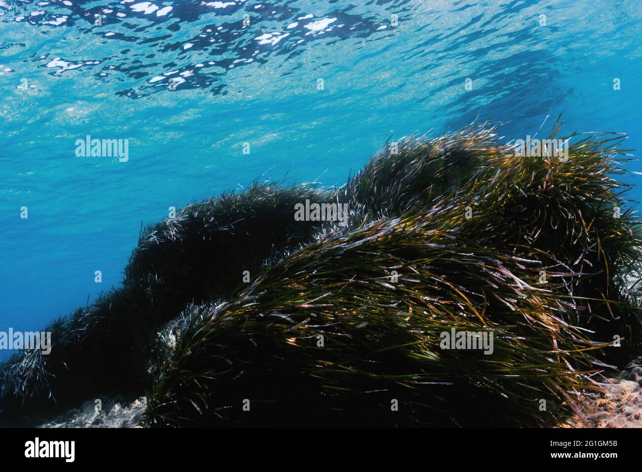 Auf meeresboden -Fotos und -Bildmaterial in hoher Auflösung – Alamy