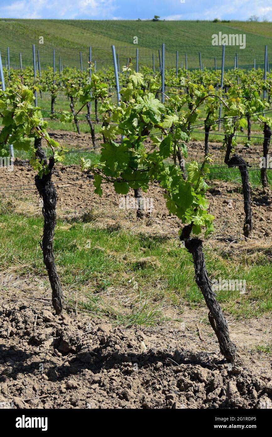 Pinot noir und chardonnay -Fotos und -Bildmaterial in hoher Auflösung ...