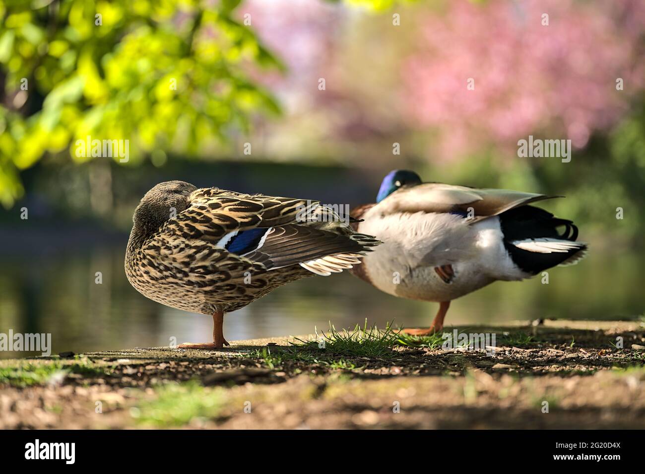 Schöne Nahaufnahme von zwei friedlichen ruhenden Enten (Mallard) mit ...