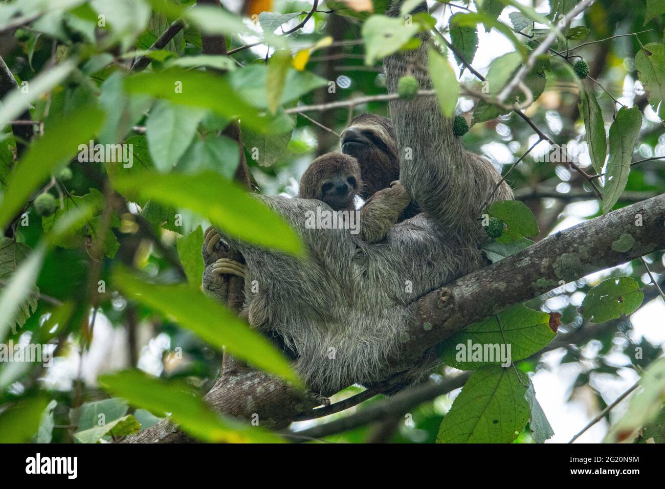 Mutter und baby faultier -Fotos und -Bildmaterial in hoher Auflösung ...